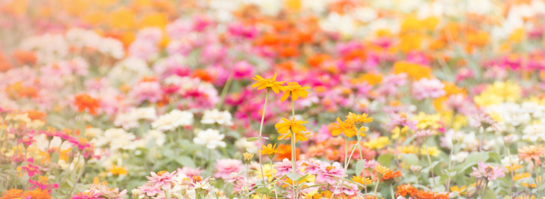 ESL BG Spring 2025 – (17) – The Belleville Public Library