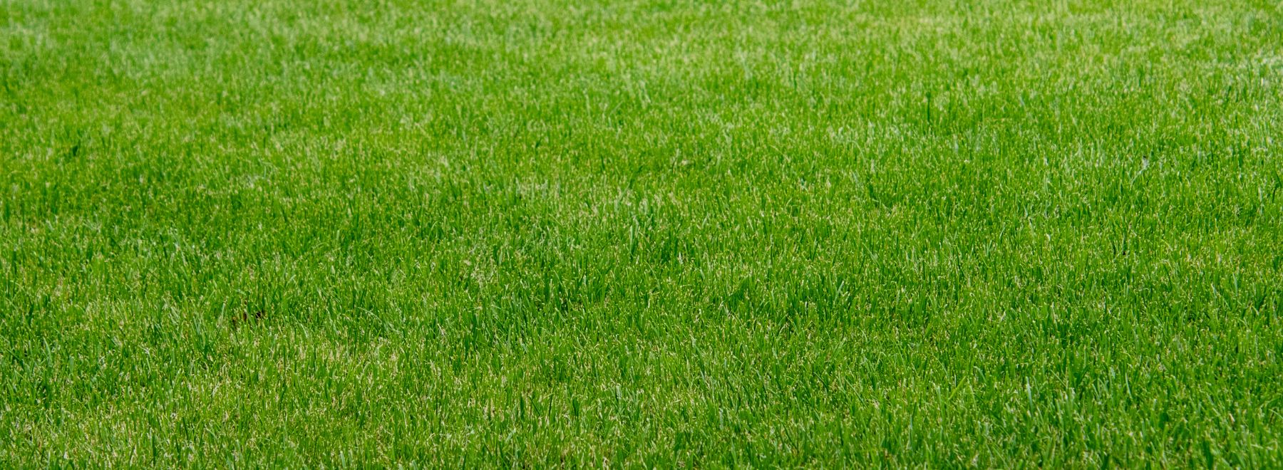 ESL BG Spring 2025 – (4) – The Belleville Public Library